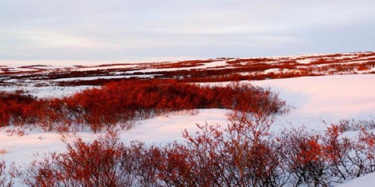 6 Wintery Mythological Creatures That Aren't Yetis and Giants - Tribality