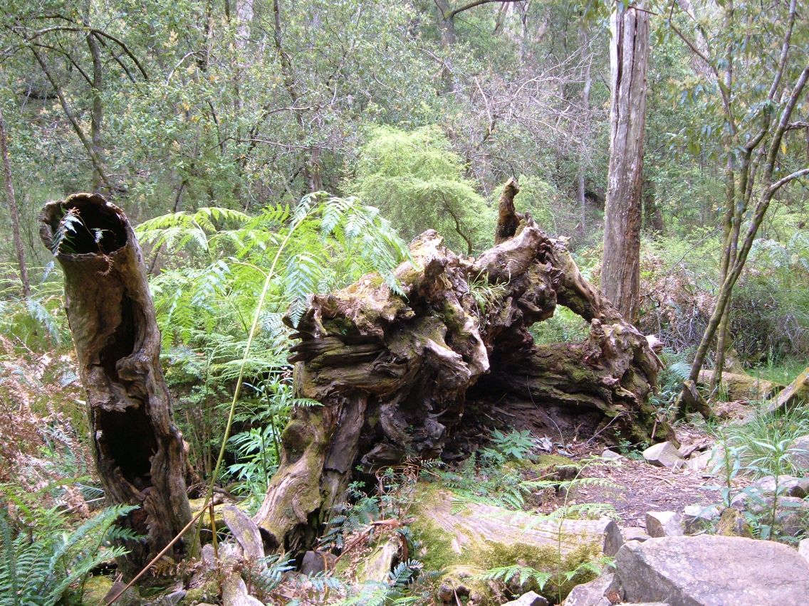 Greyhawk-Feywild - Tribality